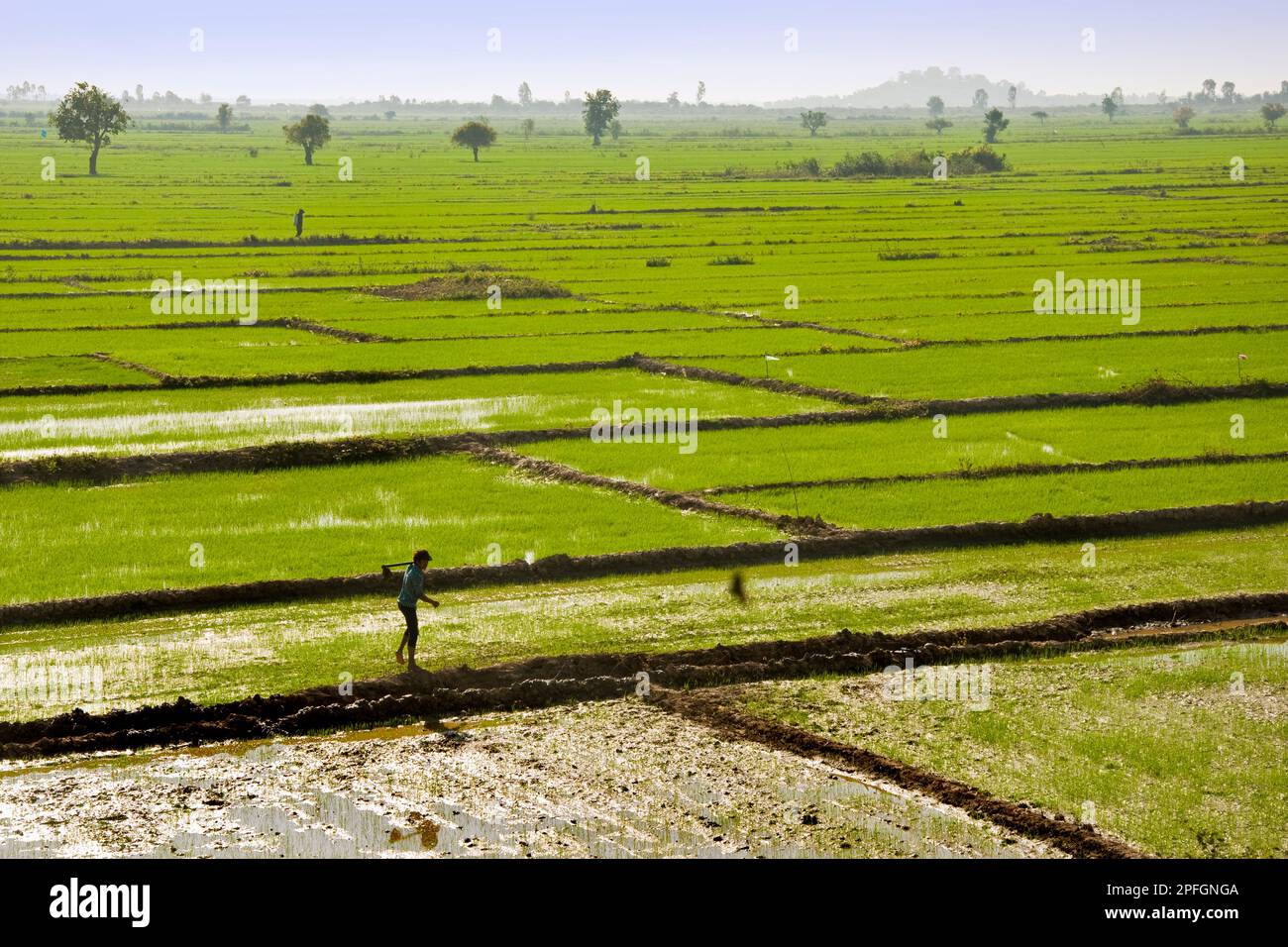 Rice field, Surrounding of Siem Reap, Cambodia Stock Photo - Alamy
