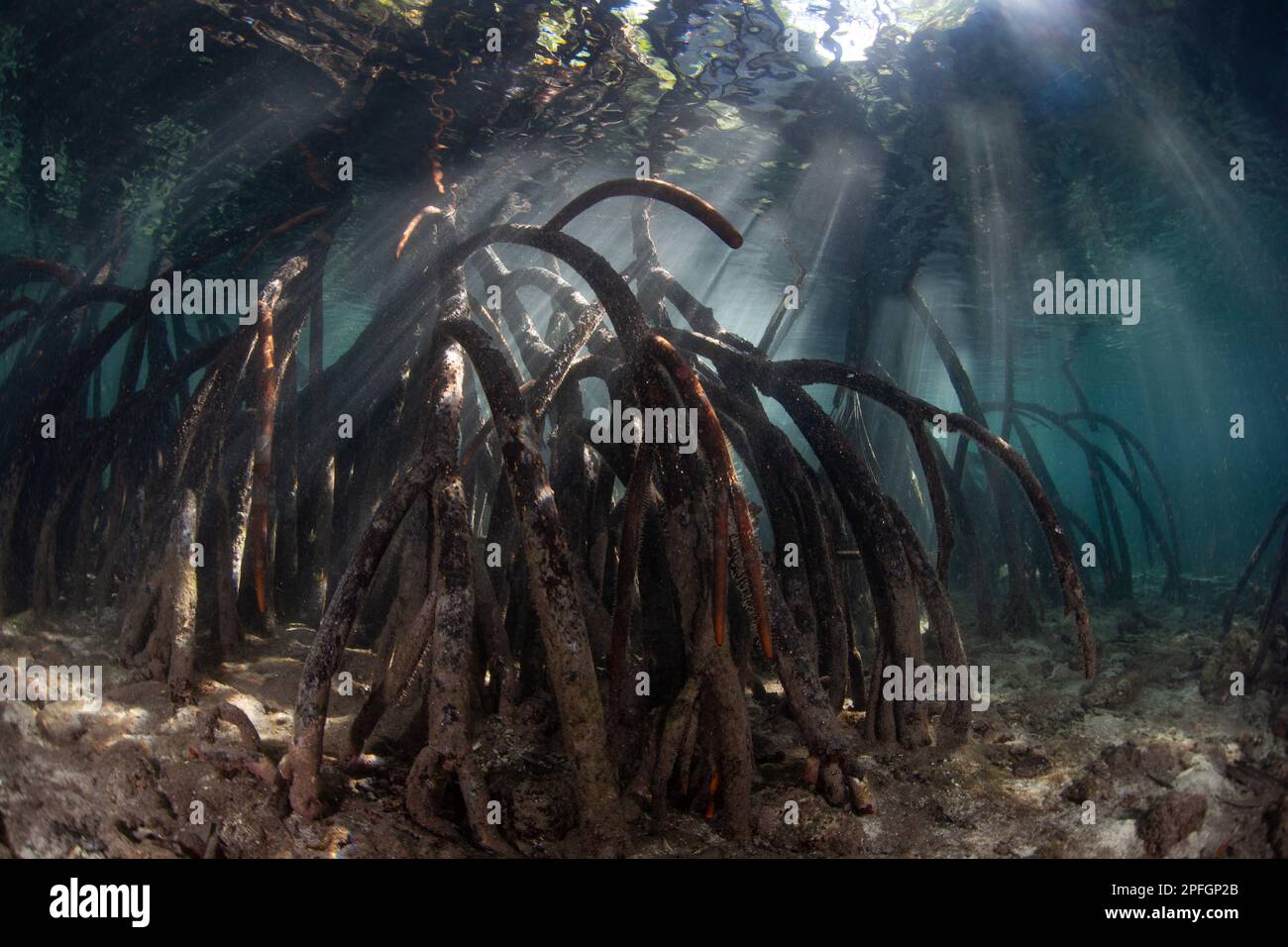 Sunlight filters down into the shadows of a mangrove forest growing in ...