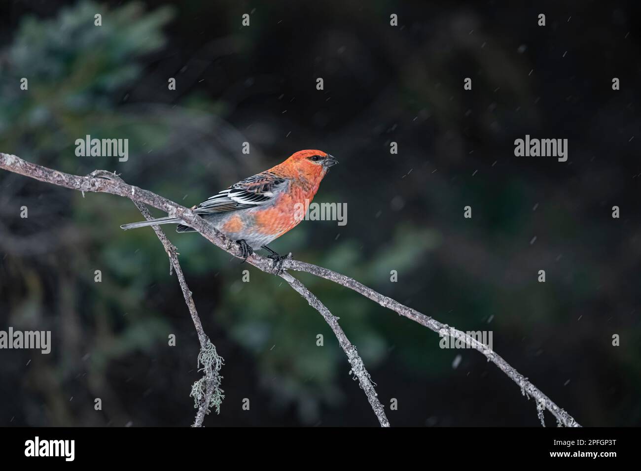 Pinicola enucleator leucura hi-res stock photography and images - Alamy