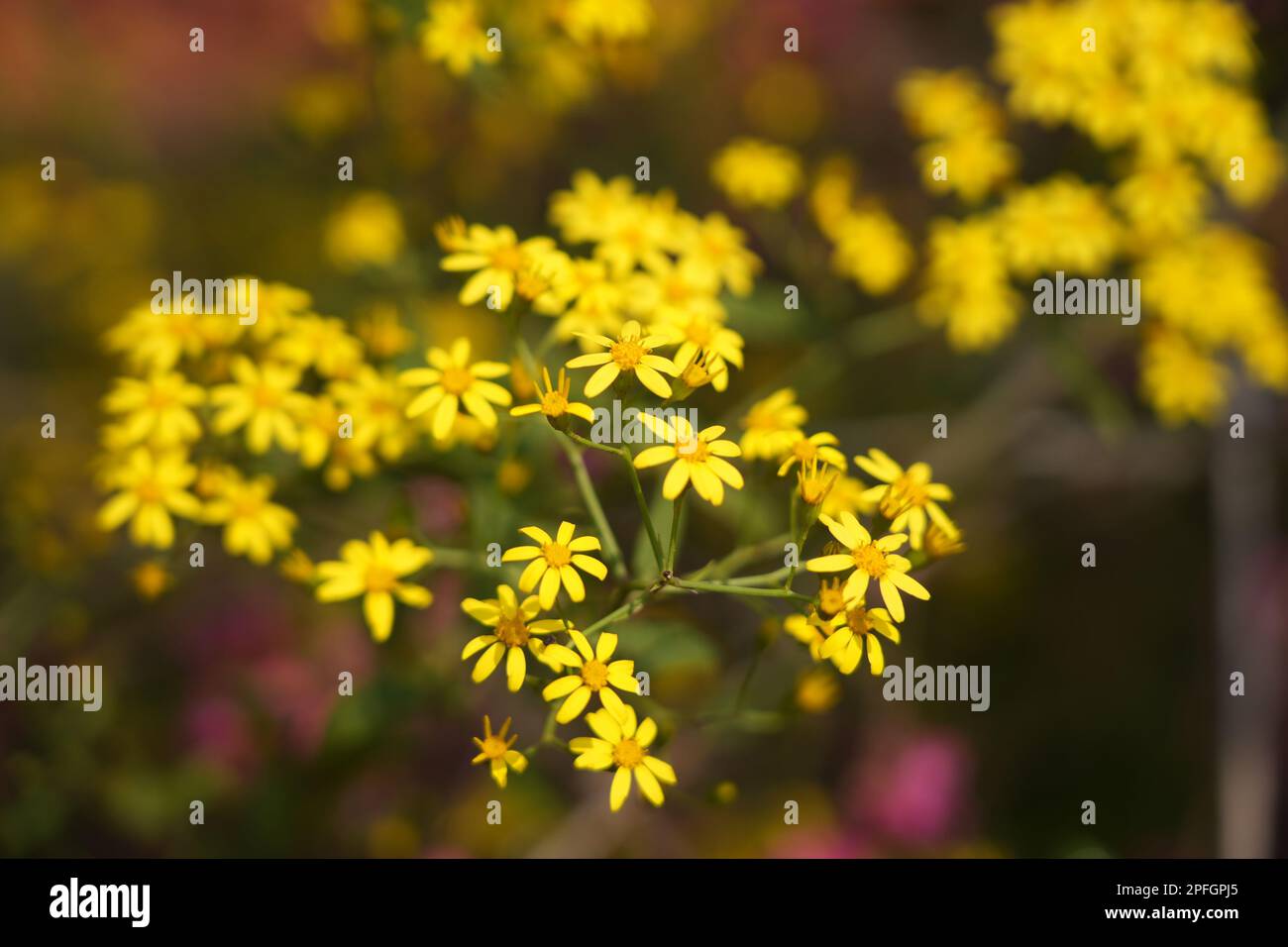 Eastern groundsel flowers hi-res stock photography and images - Alamy