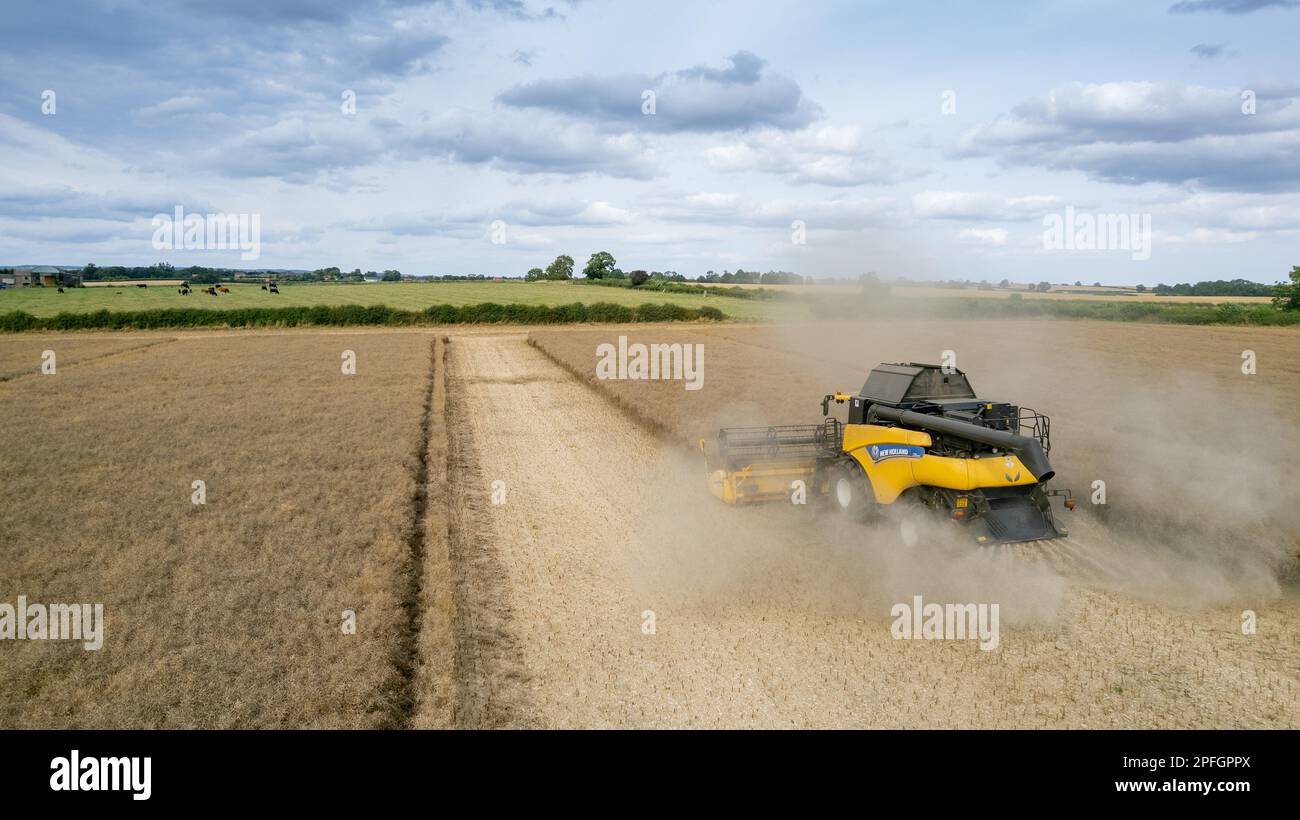 New Holland CR9080 combine harvesting a crop of Rapeseed, North ...