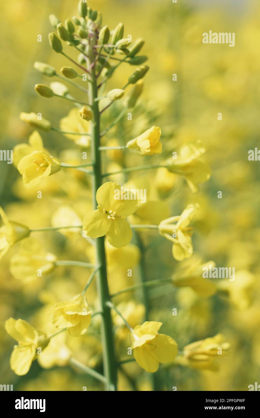 A Mustard plant with yellow flowers in full bloom Stock Photo - Alamy