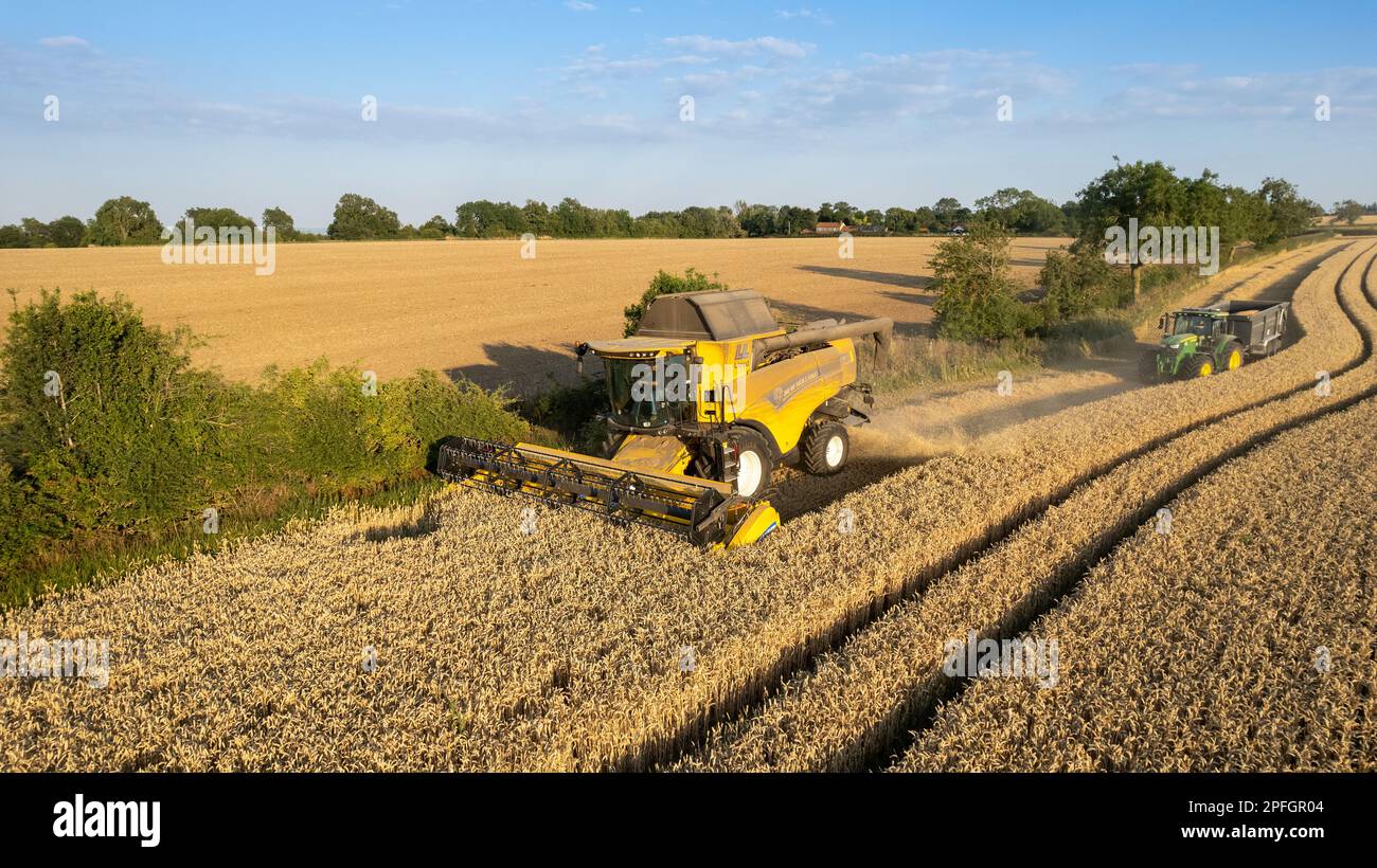 Harvesting a wheat field in North Yorkshire on a summers evening. UK ...