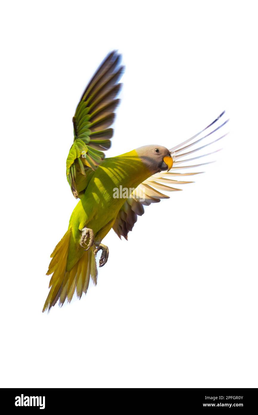 Colorful blossom-headed Parakeet flapping wings in mid air isolated on ...