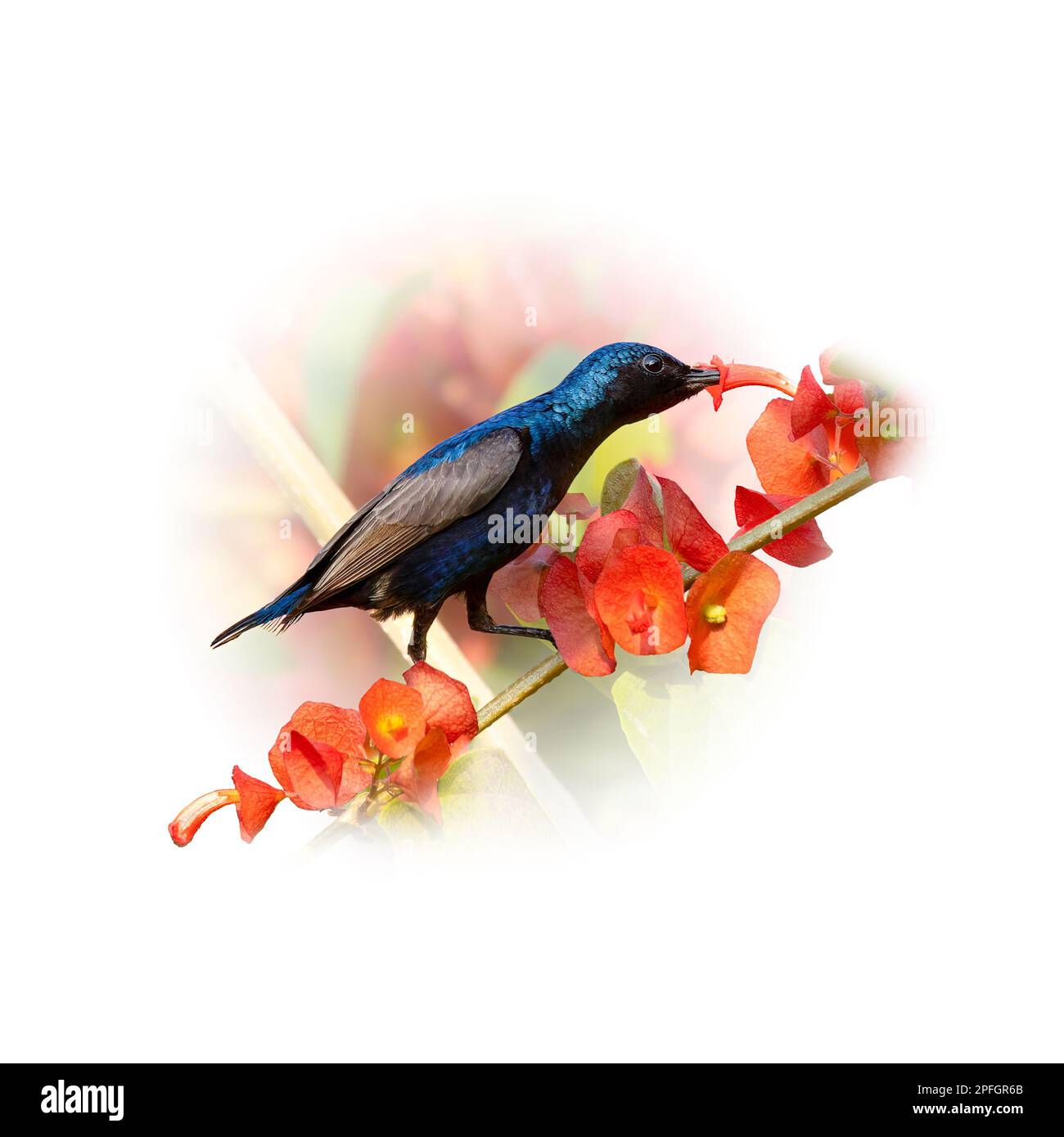 Sunbird nectar Cut Out Stock Images & Pictures - Alamy