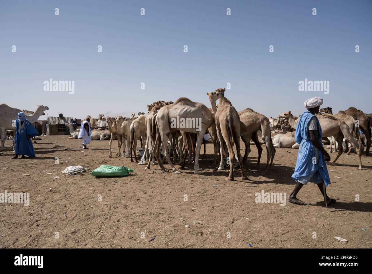Camel traders. Nouakchott Camel Market, Nouakchott, Mauritania, West Africa, Africa Stock Photo ...
