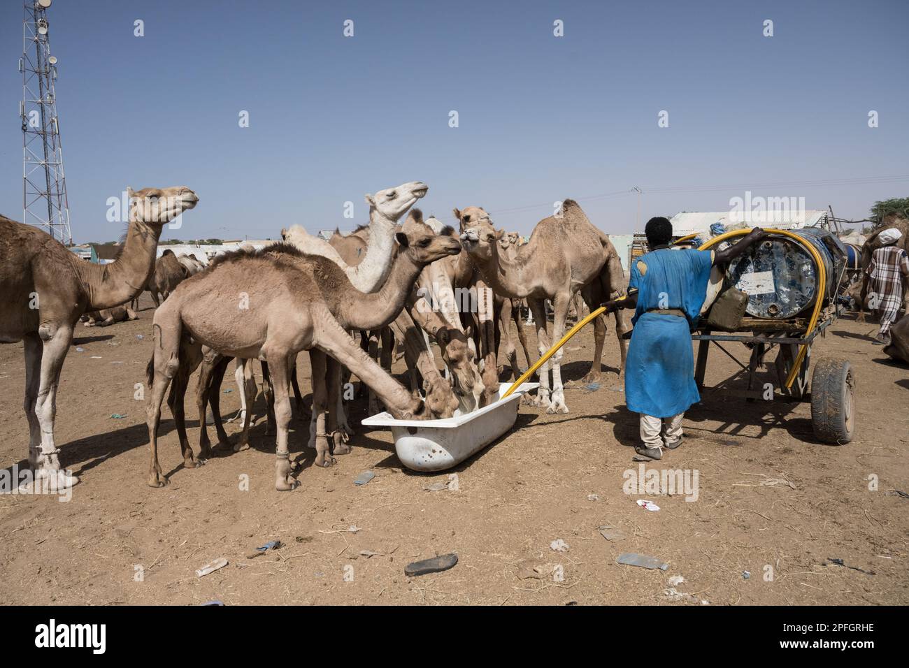 Camel trader. Nouakchott Camel Market, Nouakchott, Mauritania, West Africa, Africa Stock Photo ...