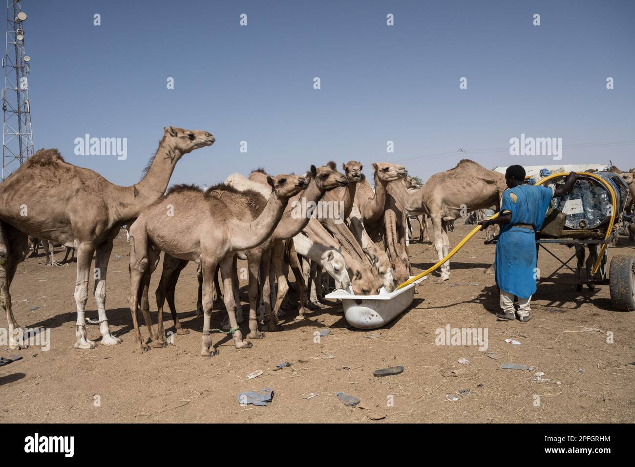 Camel trader. Nouakchott Camel Market, Nouakchott, Mauritania, West Africa, Africa Stock Photo ...
