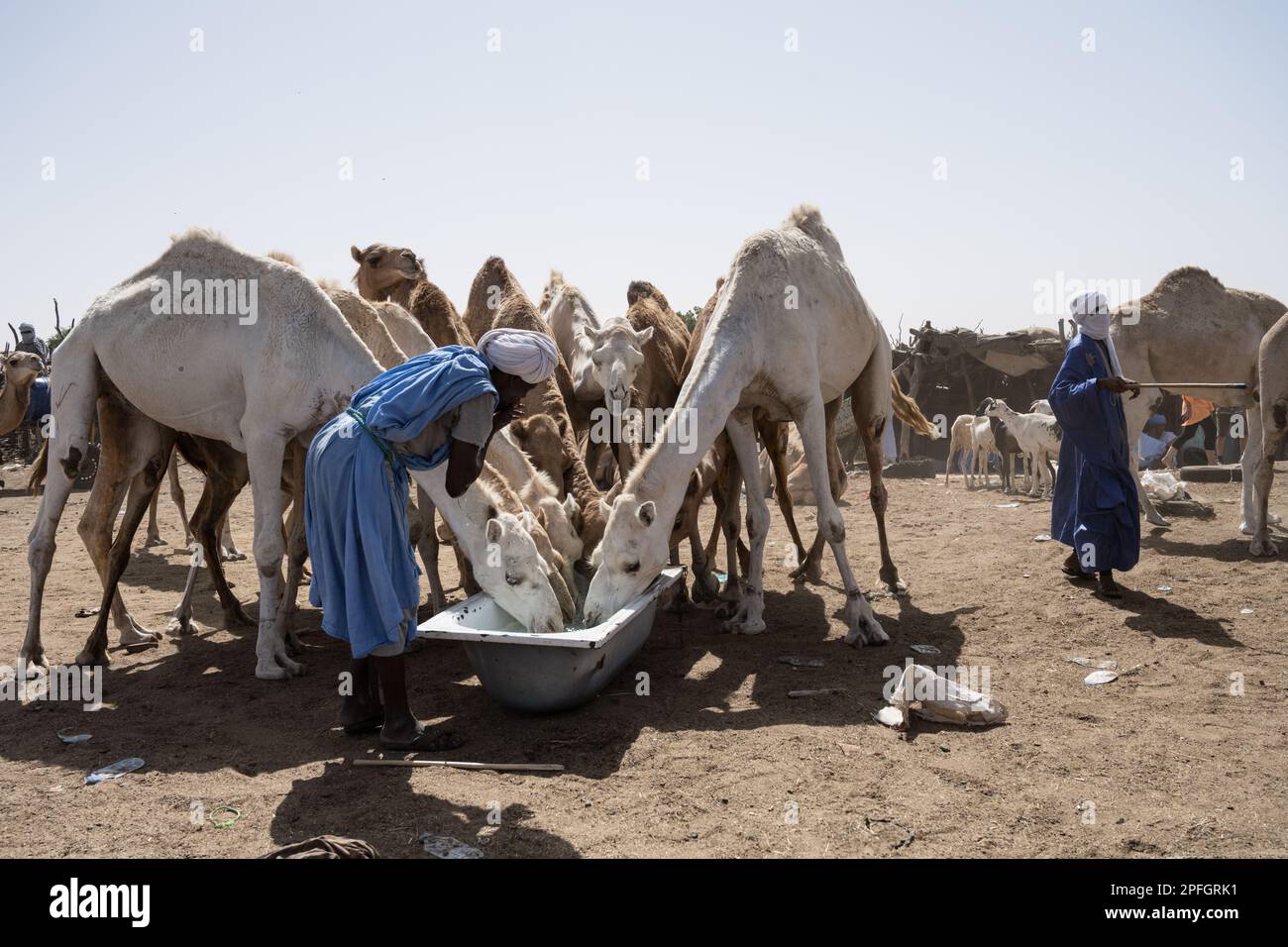 Camel traders. Nouakchott Camel Market, Nouakchott, Mauritania, West ...