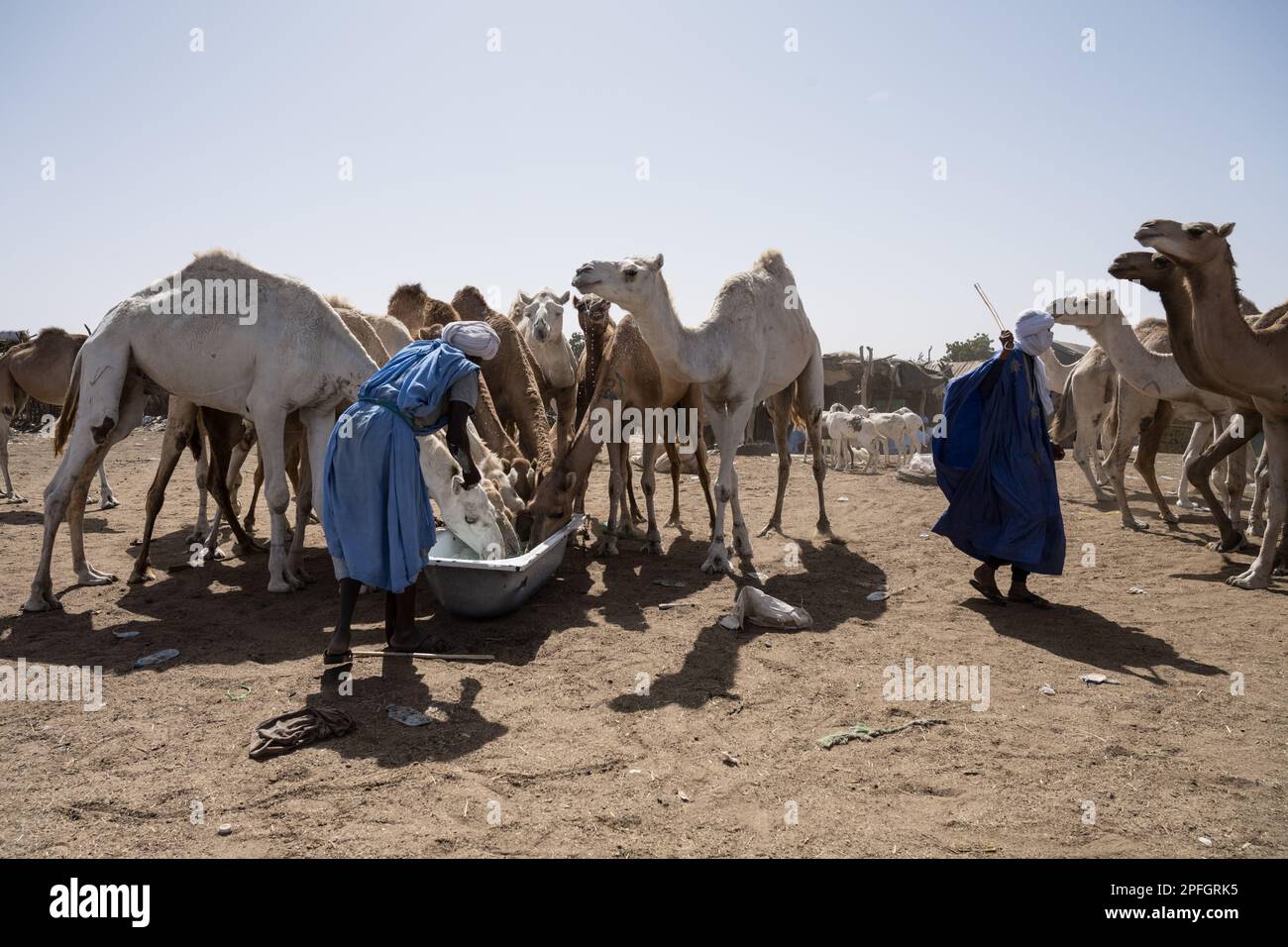Camel traders. Nouakchott Camel Market, Nouakchott, Mauritania, West Africa, Africa Stock Photo ...