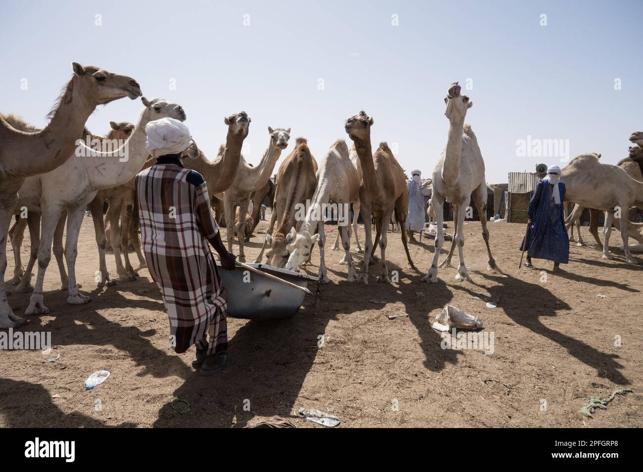 Camel traders. Nouakchott Camel Market, Nouakchott, Mauritania, West ...