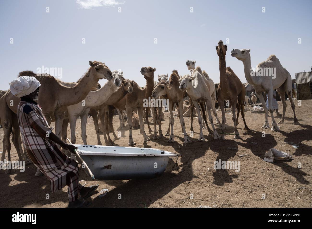 Camel trader. Nouakchott Camel Market, Nouakchott, Mauritania, West Africa, Africa Stock Photo ...