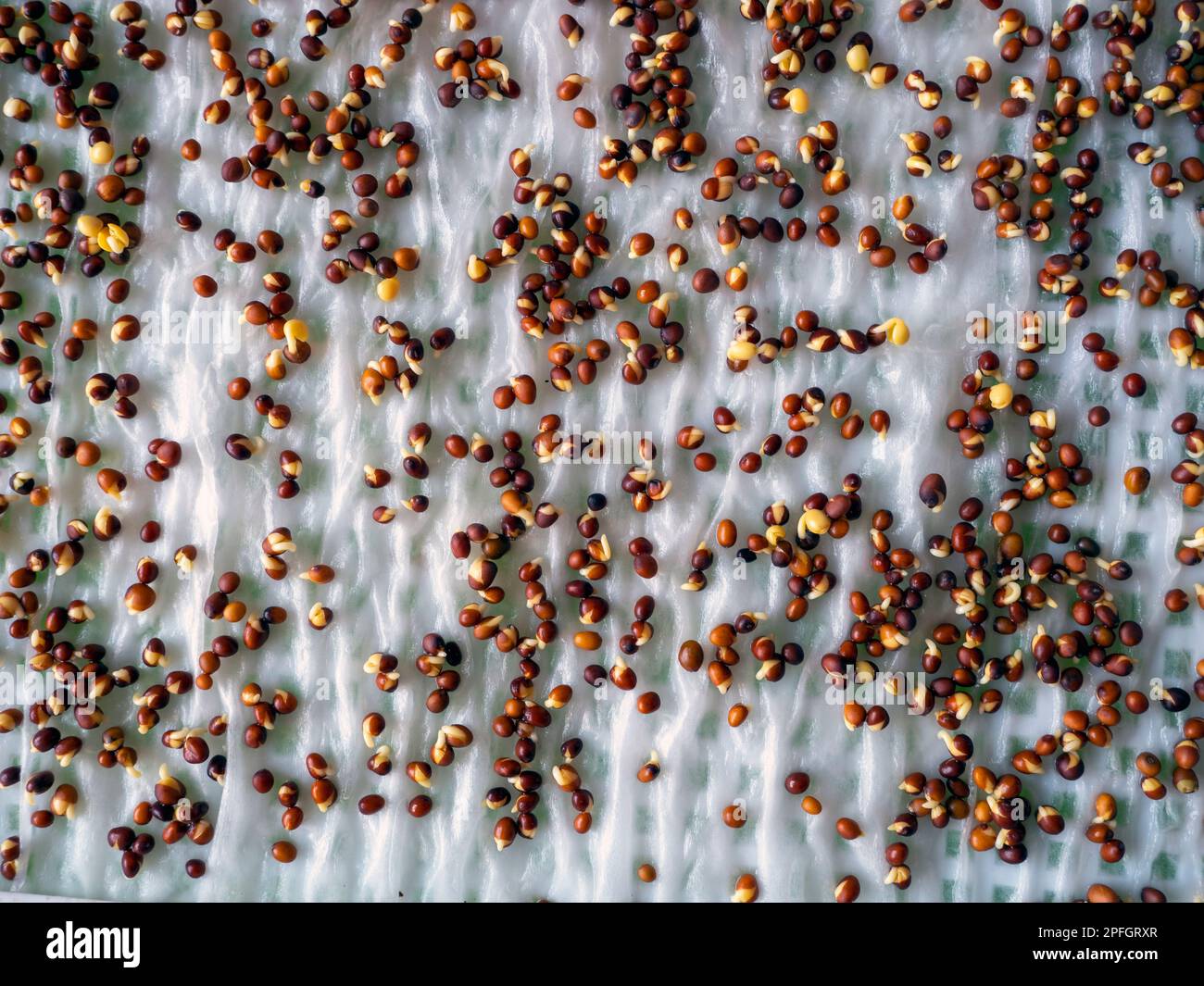 Closeup of white mustard seeds sprouting on a sheet of wet kitchen ...