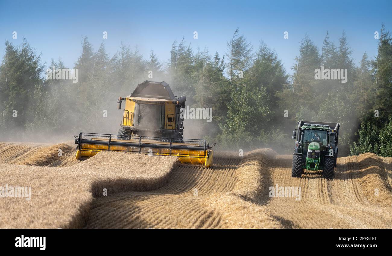 Tractor and trailer driving alongside a combine harvester waiting to ...