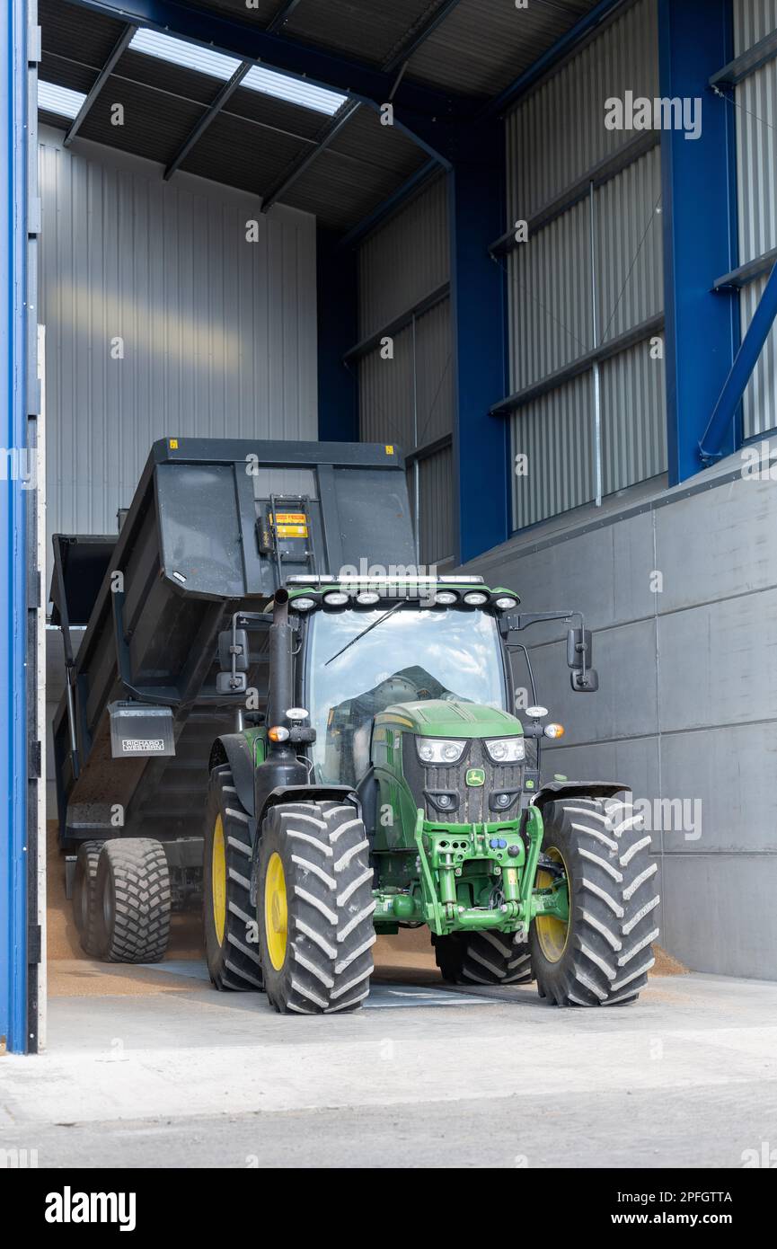 Tipping harvested grain into a grain store, North Yorkshire, UK Stock ...
