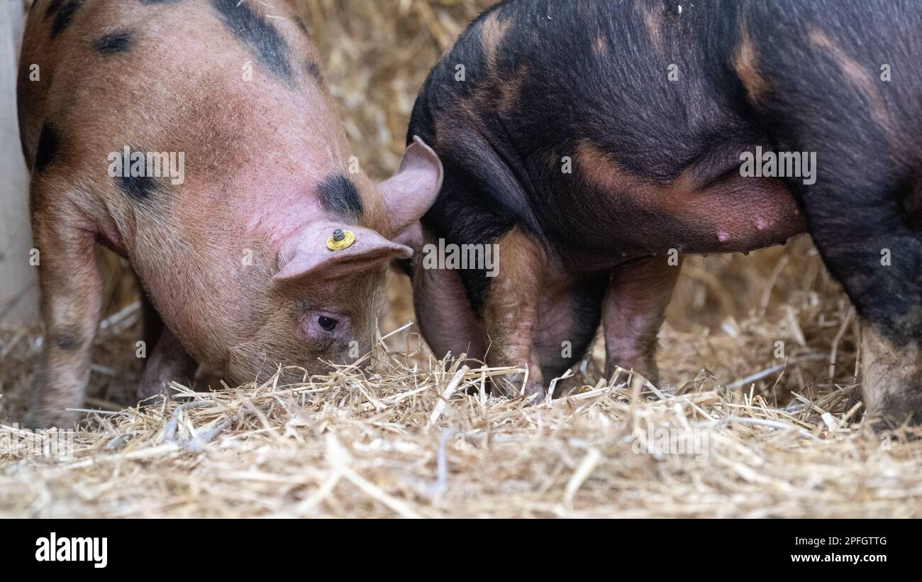 Free range pigs rooting through straw in an open shed. North Yorkshire ...