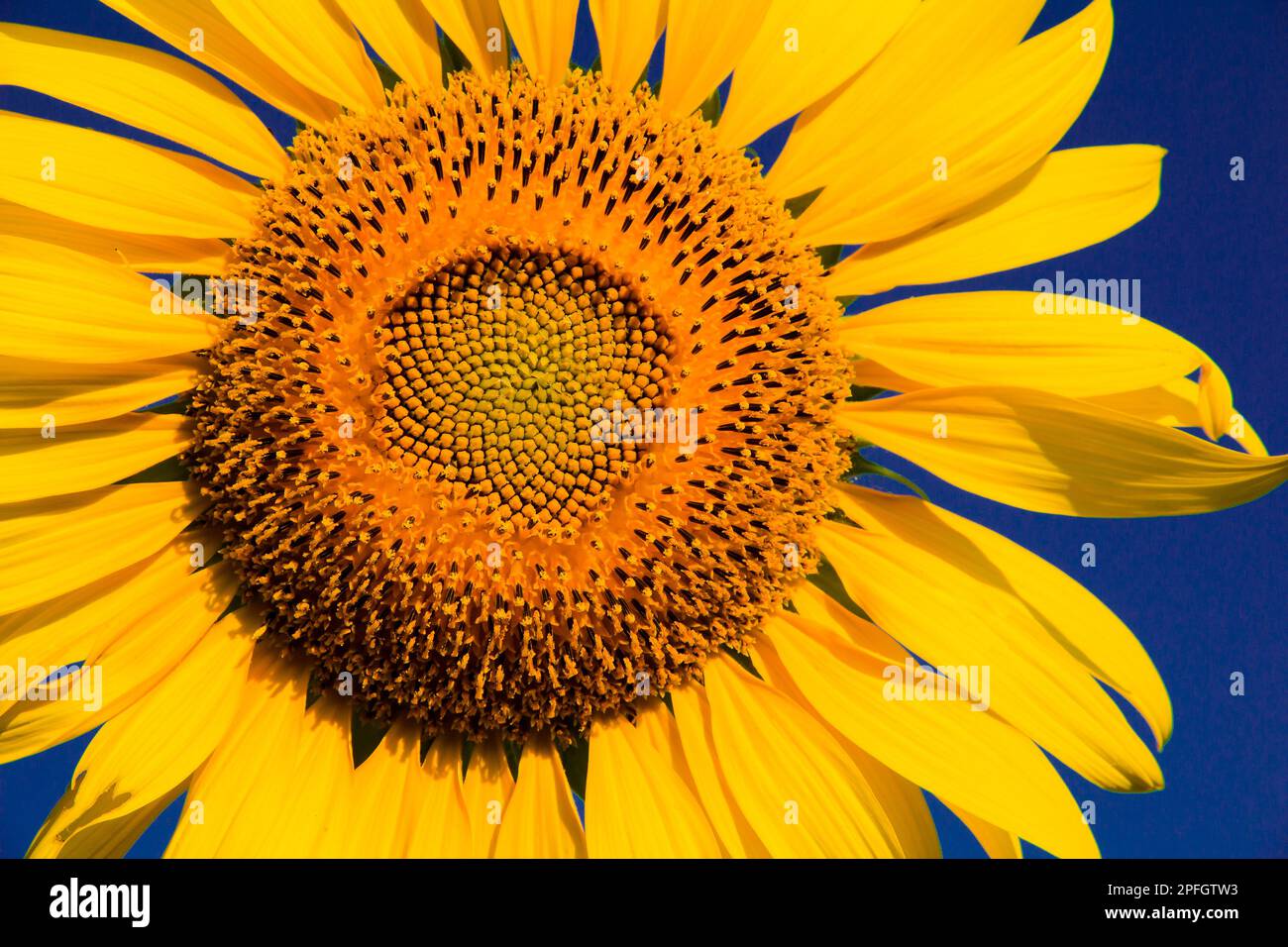 Sunflowers are characterized by the turn of the inflorescences to turn ...