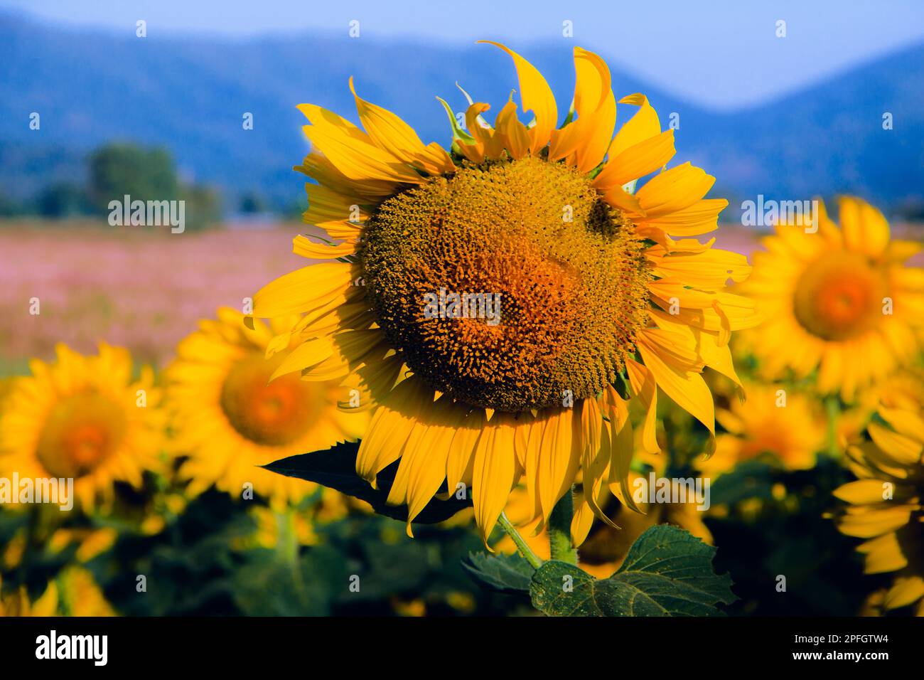 Sunflowers are characterized by the turn of the inflorescences to turn ...
