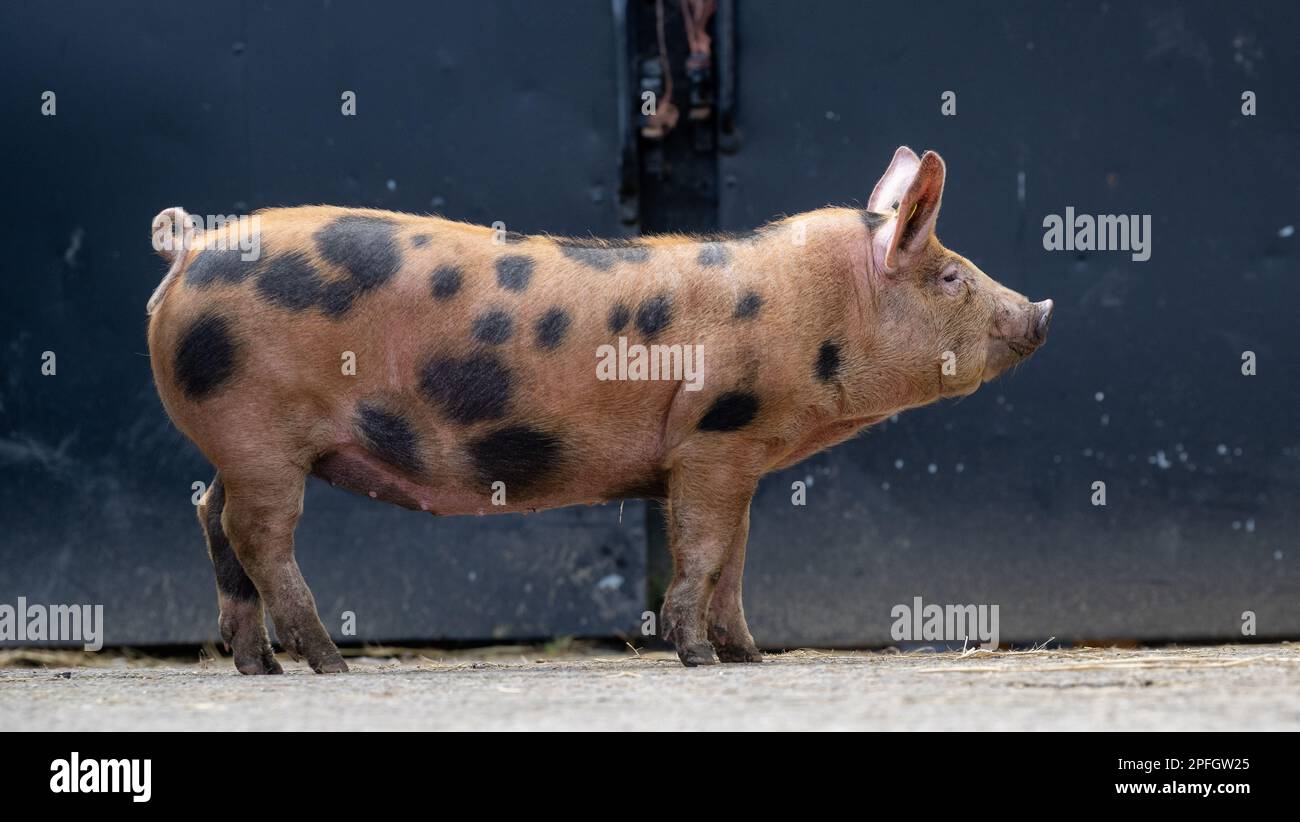Spotty female pig in a farmyard, North Yorkshire, UK Stock Photo - Alamy