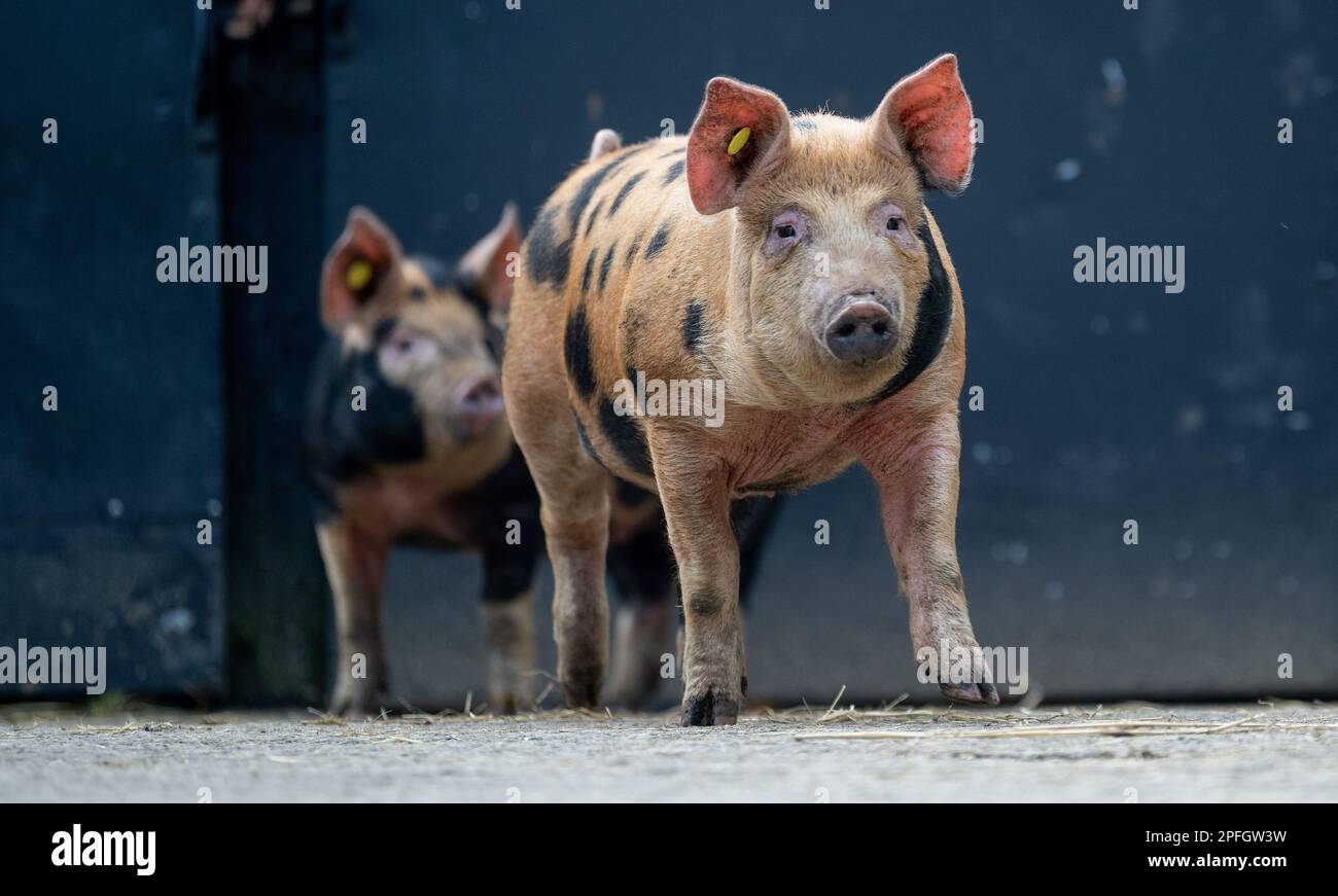 Spotty pigs walking around a farmyard, North Yorkshire, UK Stock Photo ...