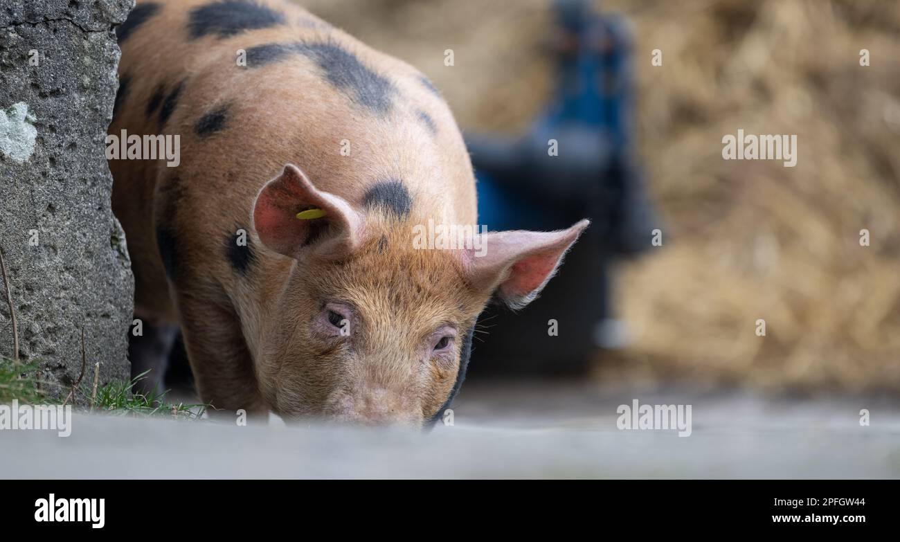 Pig looking sneaky peeping around a corner, playing hide and seek ...