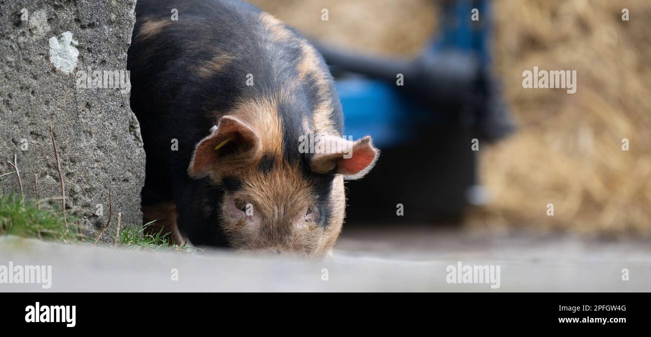 Pig looking sneaky peeping around a corner, playing hide and seek ...