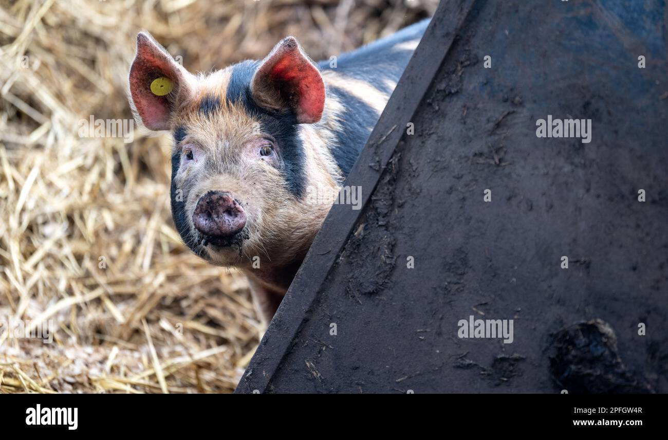 Pig looking sneaky peeping around a corner, playing hide and seek ...