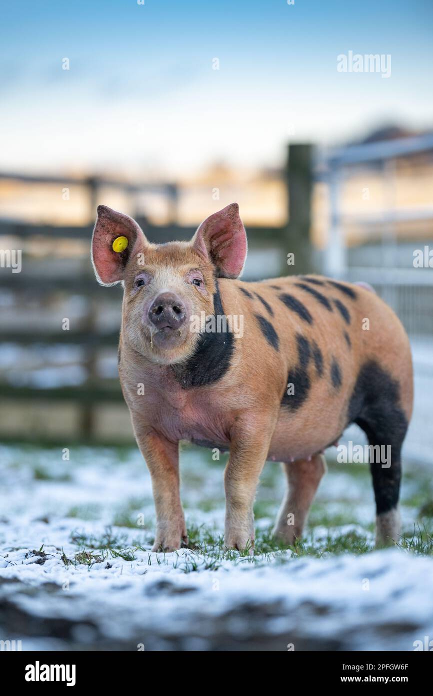 Spotty pig enjoying the farmyard on a cold winters day. North Yorkshire ...