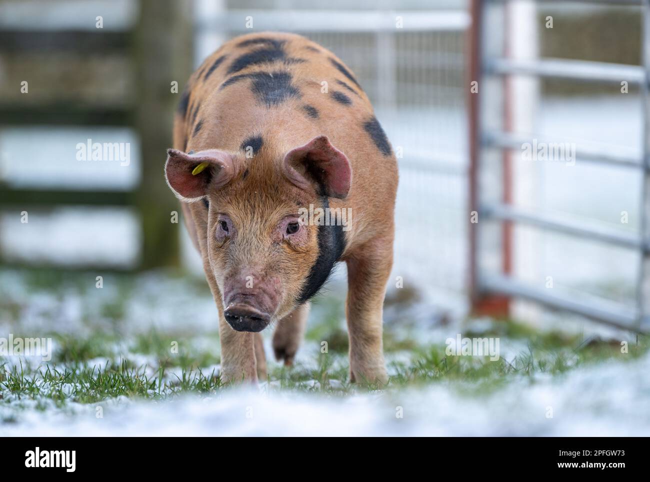 Spotty pig enjoying the farmyard on a cold winters day. North Yorkshire ...