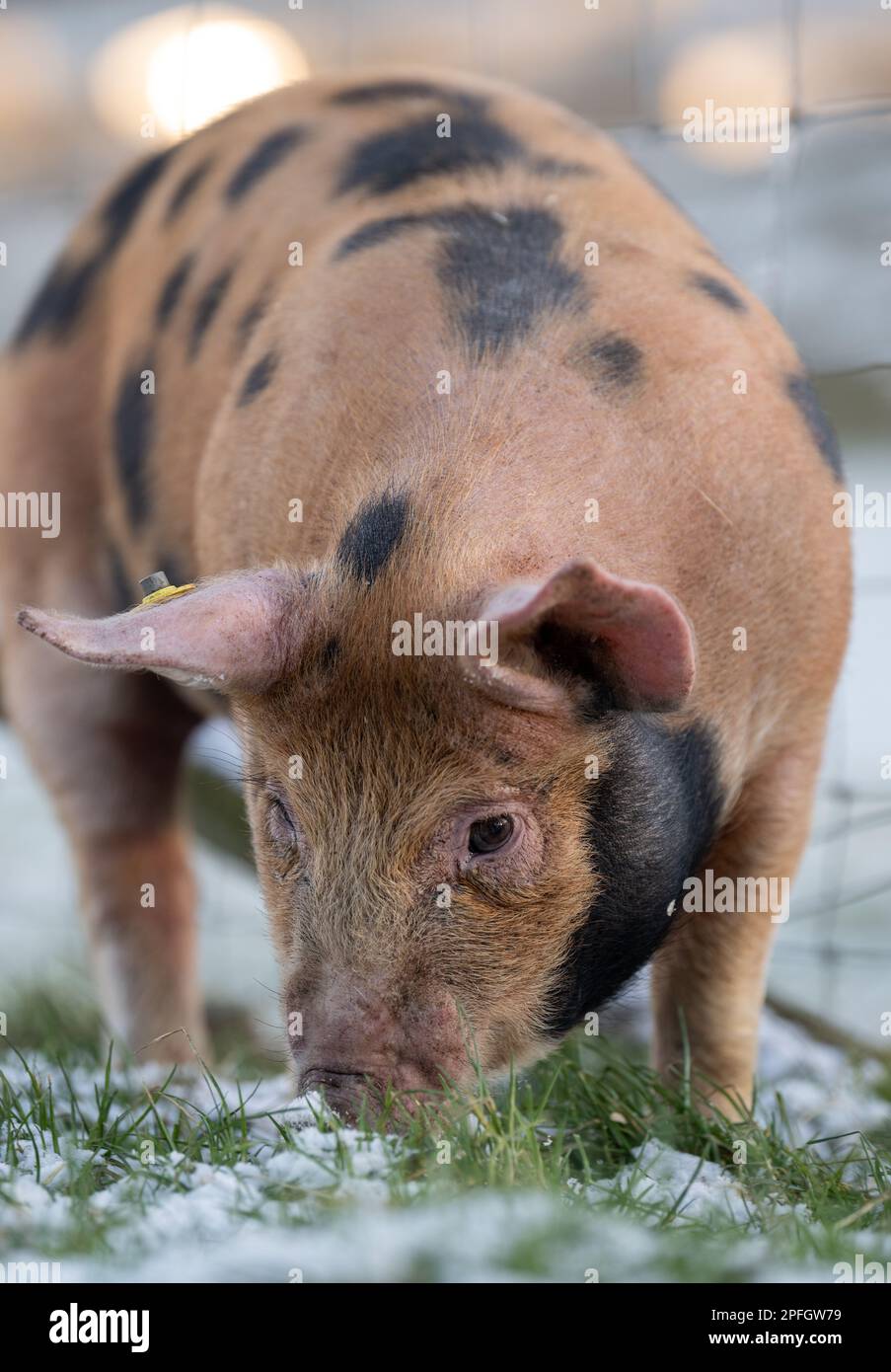 Spotty pig enjoying the farmyard on a cold winters day. North Yorkshire ...