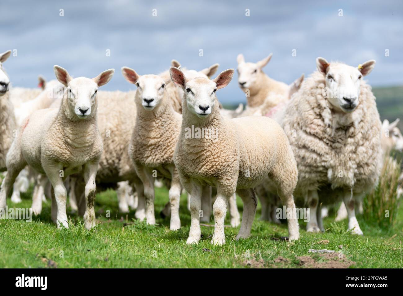 Flock of Cheviot mule ewes with texel sired lambs at foot, Alson ...