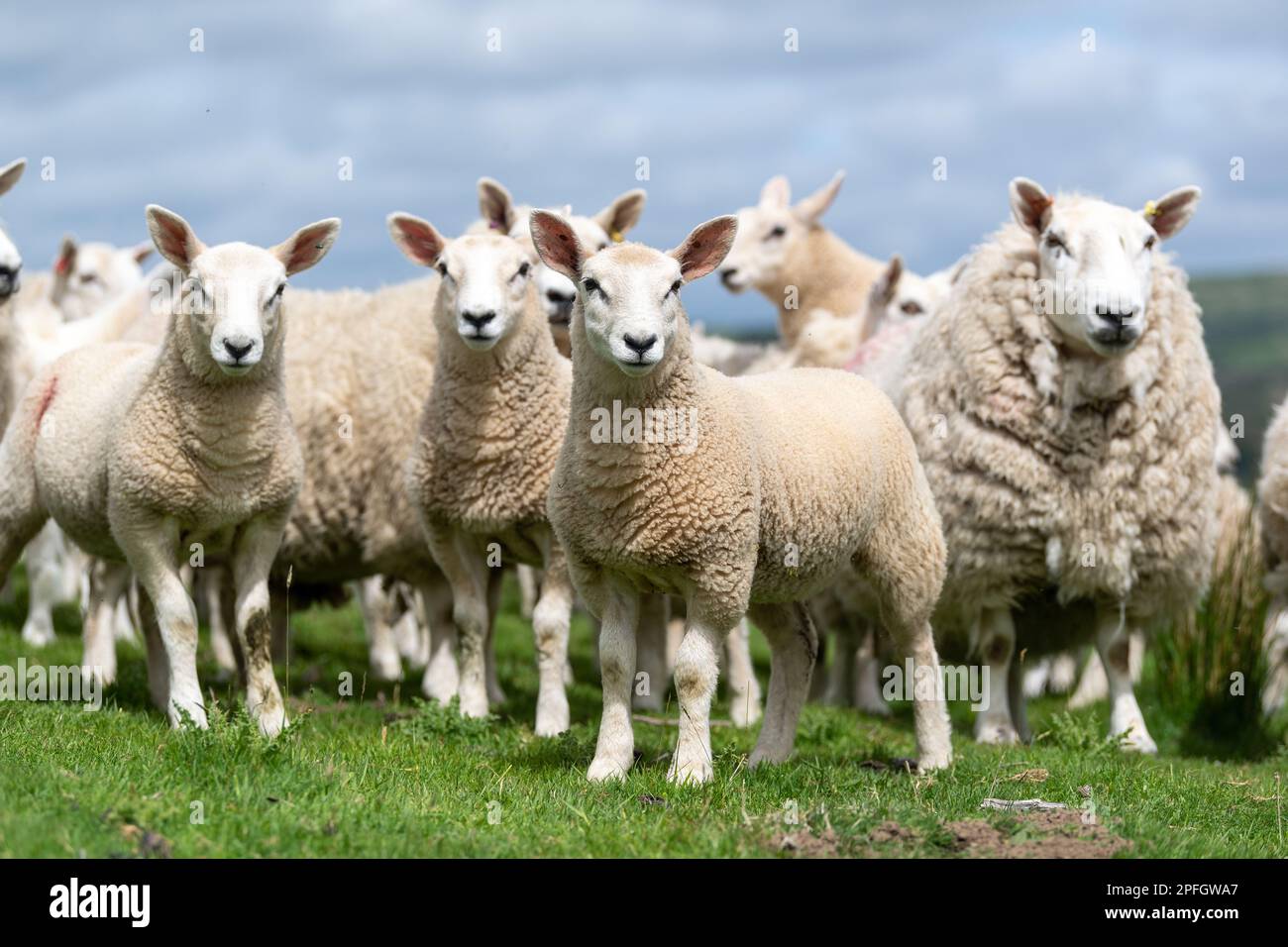 Flock of Cheviot mule ewes with texel sired lambs at foot, Alson ...