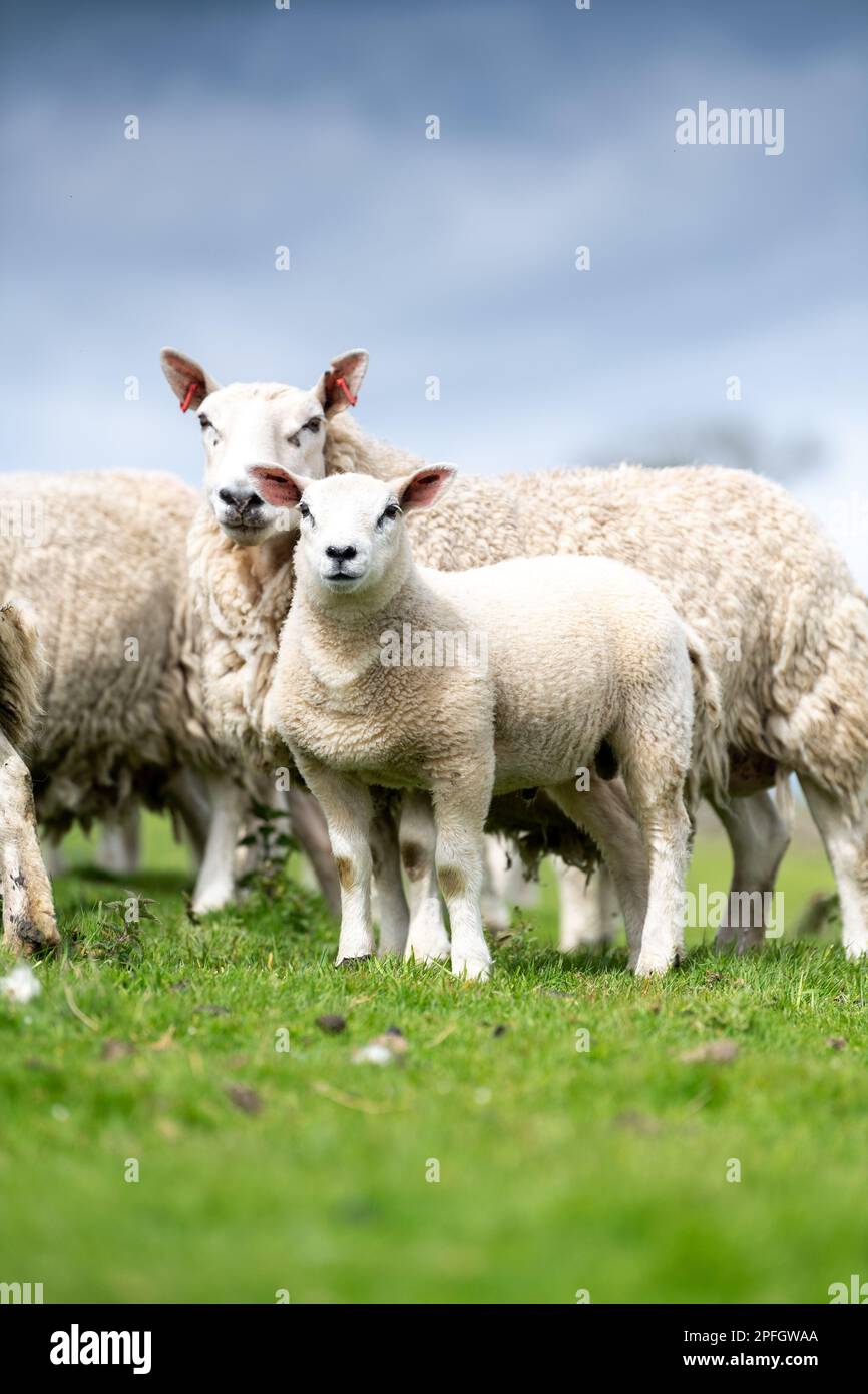 Flock of Cheviot mule ewes with texel sired lambs at foot, Alson ...