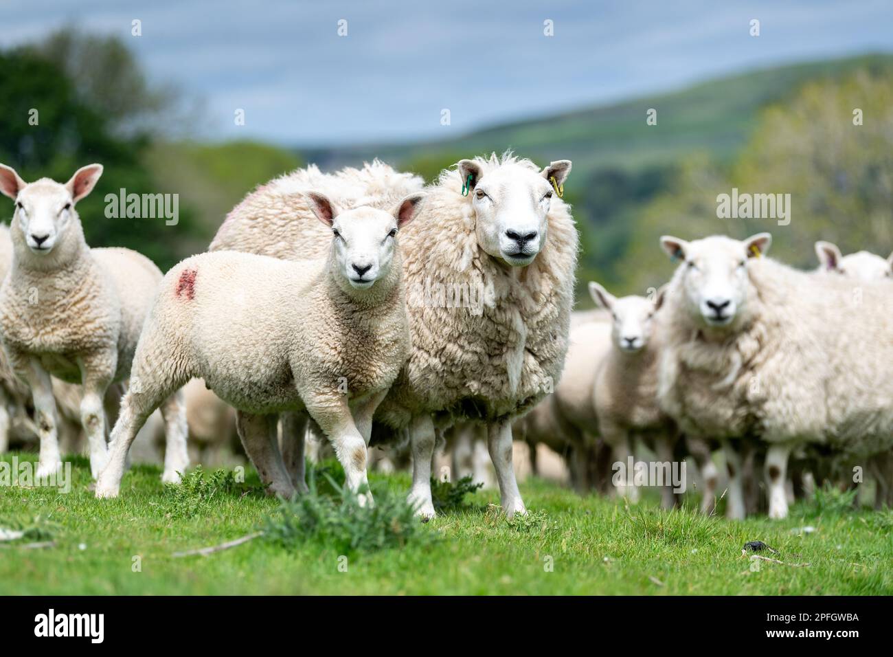 Flock of Cheviot mule ewes with texel sired lambs at foot, Alson ...
