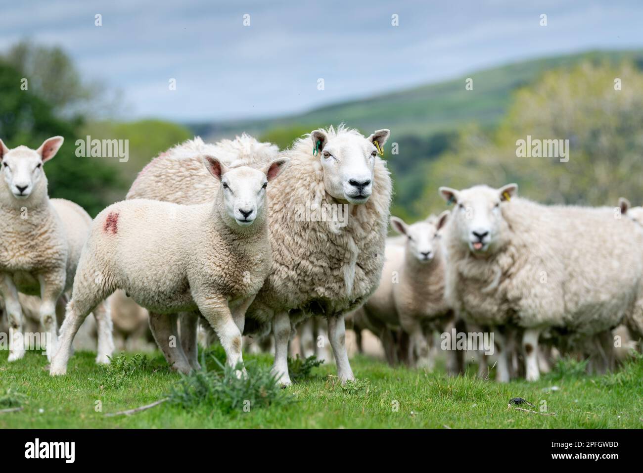 Flock of Cheviot mule ewes with texel sired lambs at foot, Alson ...