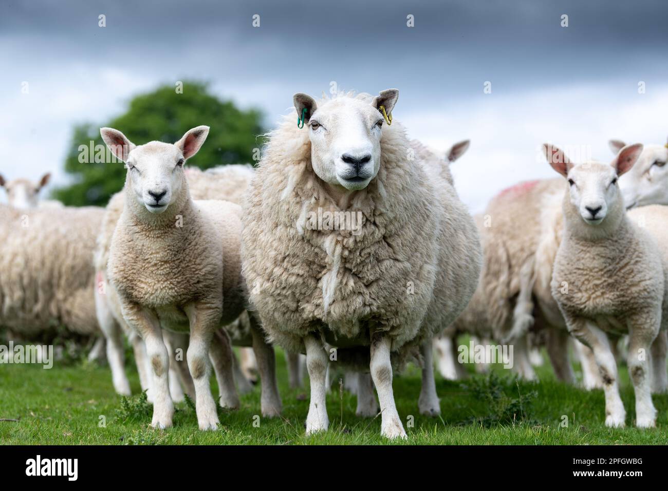 Flock of Cheviot mule ewes with texel sired lambs at foot, Alson ...