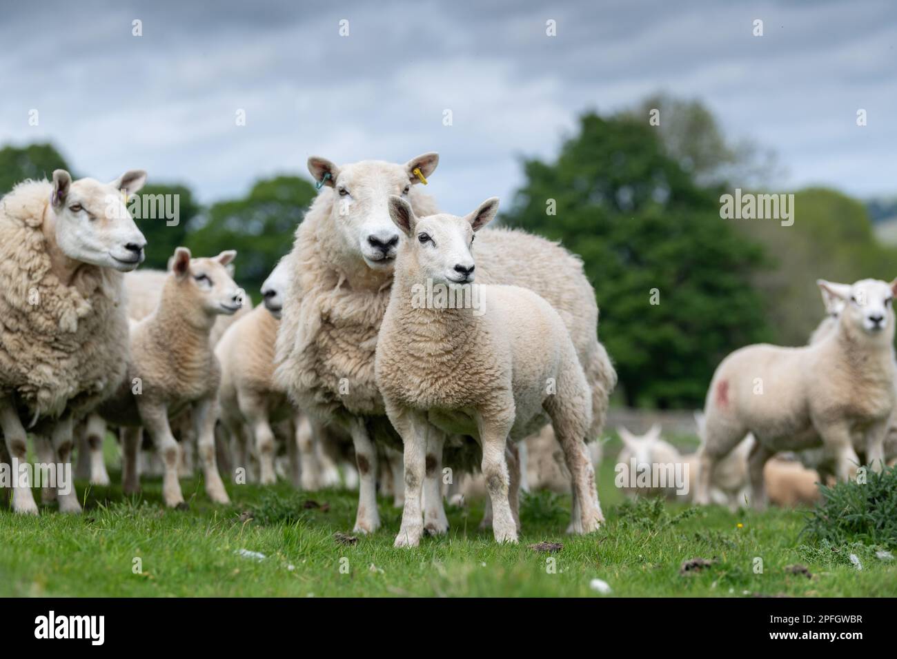 Flock of Cheviot mule ewes with texel sired lambs at foot, Alson ...