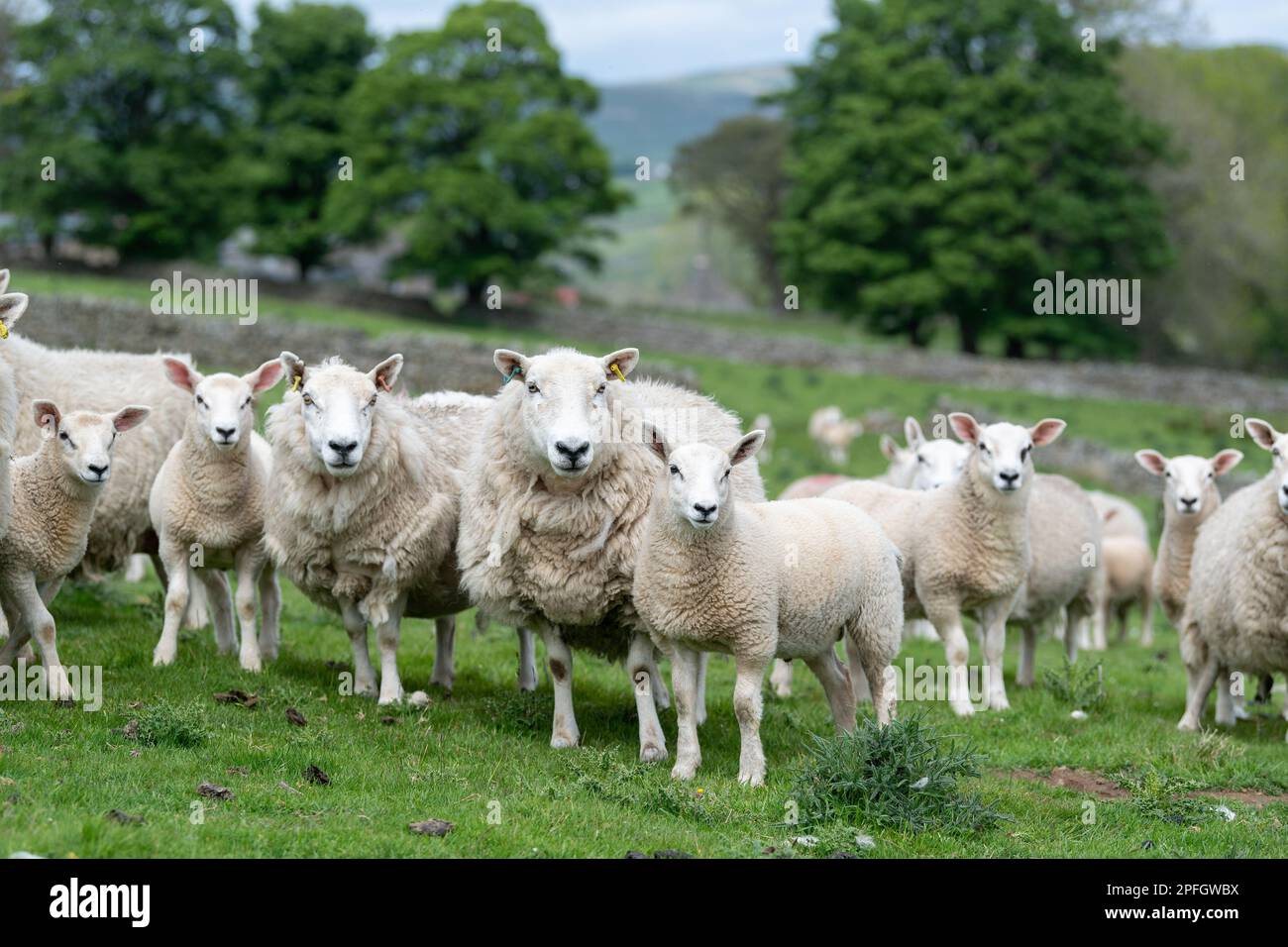 Flock of Cheviot mule ewes with texel sired lambs at foot, Alson ...