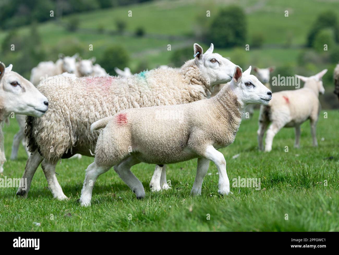 Flock of Cheviot mule ewes with texel sired lambs at foot, Alson ...