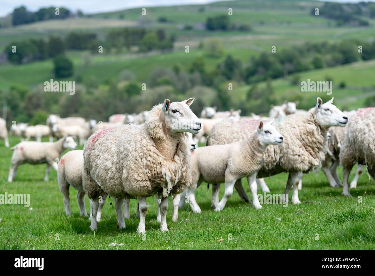 Flock of Cheviot mule ewes with texel sired lambs at foot, Alson ...