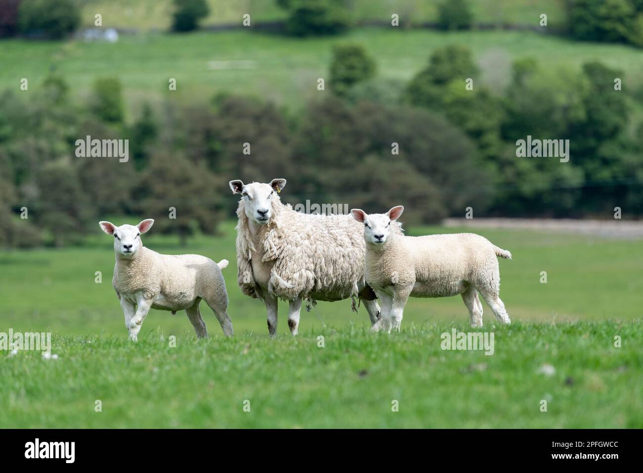 Flock of Cheviot mule ewes with texel sired lambs at foot, Alson ...