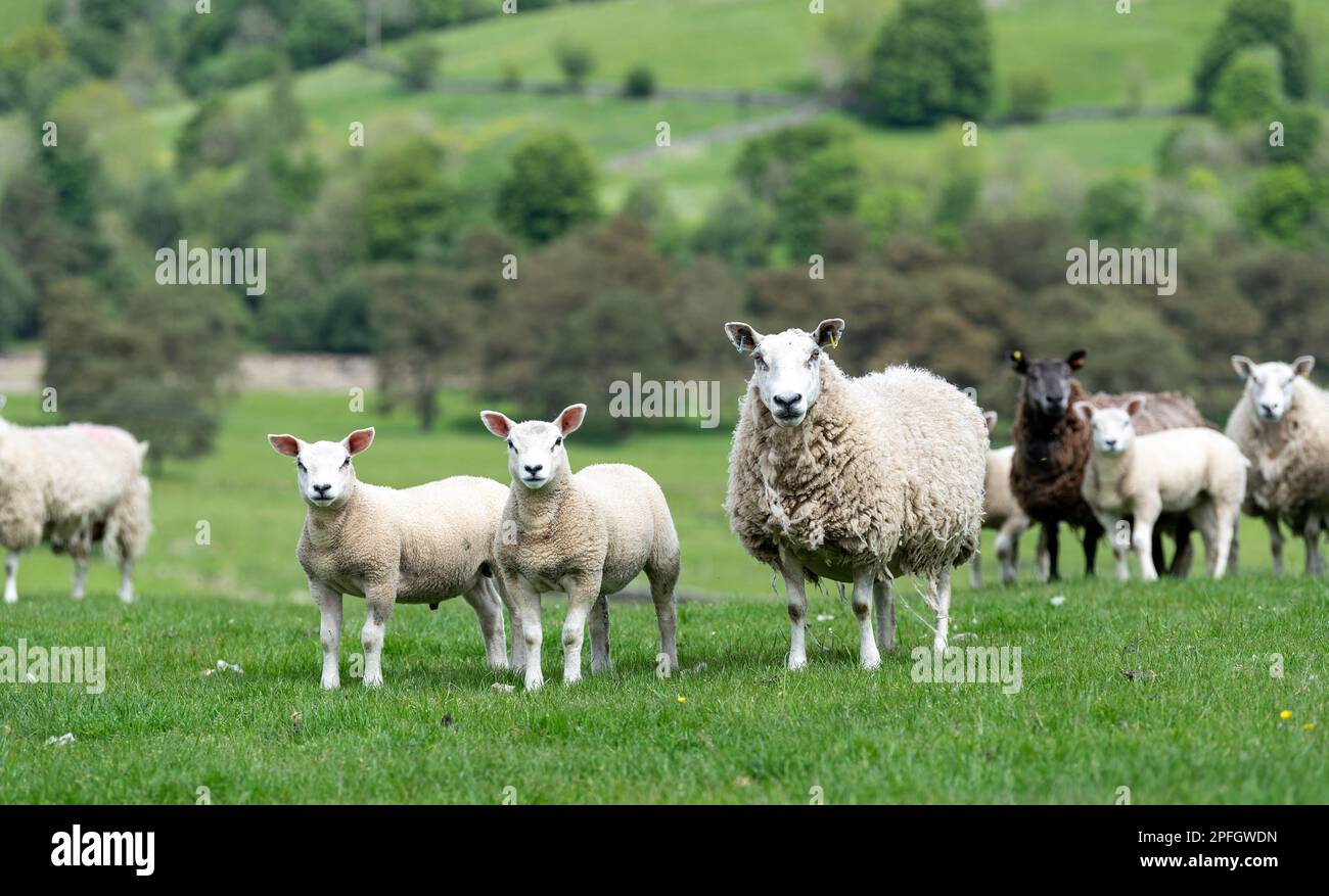 Flock of Cheviot mule ewes with texel sired lambs at foot, Alson ...