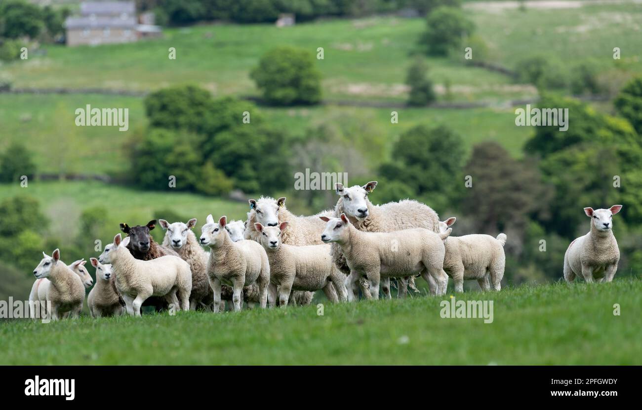 Flock of Cheviot mule ewes with texel sired lambs at foot, Alson ...