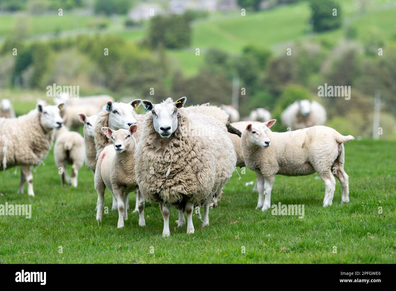 Flock of Cheviot mule ewes with texel sired lambs at foot, Alson ...