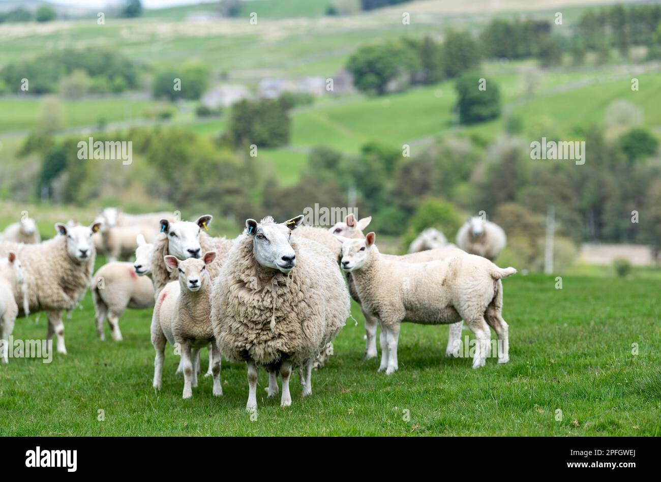 Flock of Cheviot mule ewes with texel sired lambs at foot, Alson ...