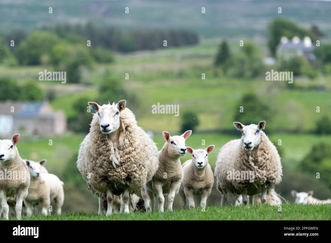 Flock of Cheviot mule ewes with texel sired lambs at foot, Alson ...