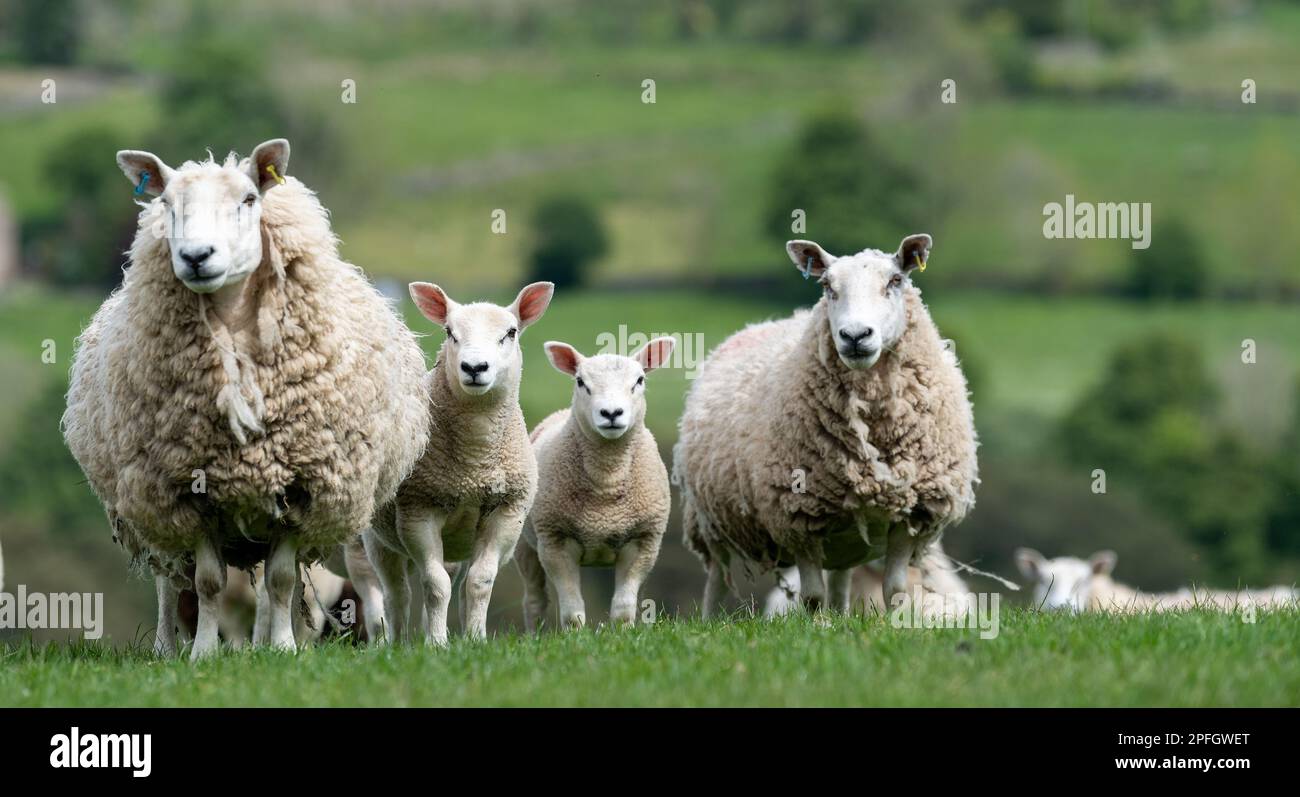 Flock of Cheviot mule ewes with texel sired lambs at foot, Alson ...