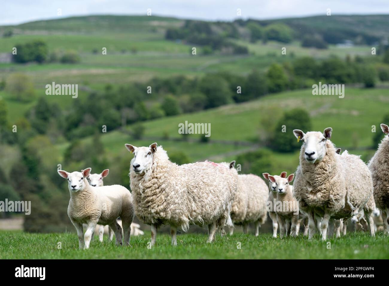 Flock of Cheviot mule ewes with texel sired lambs at foot, Alson ...