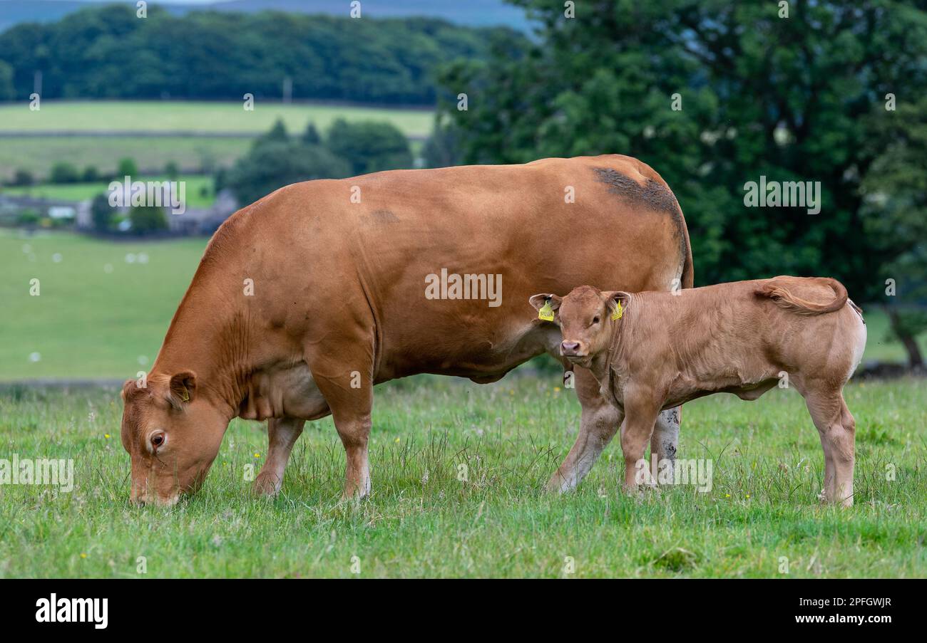 Pedigree limousin beef calves hi-res stock photography and images - Alamy