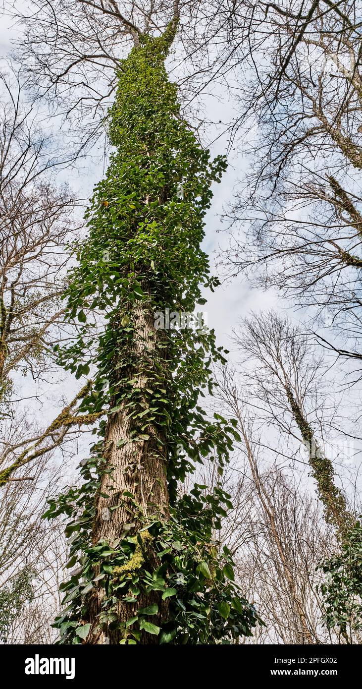Colchis forest hi-res stock photography and images - Alamy